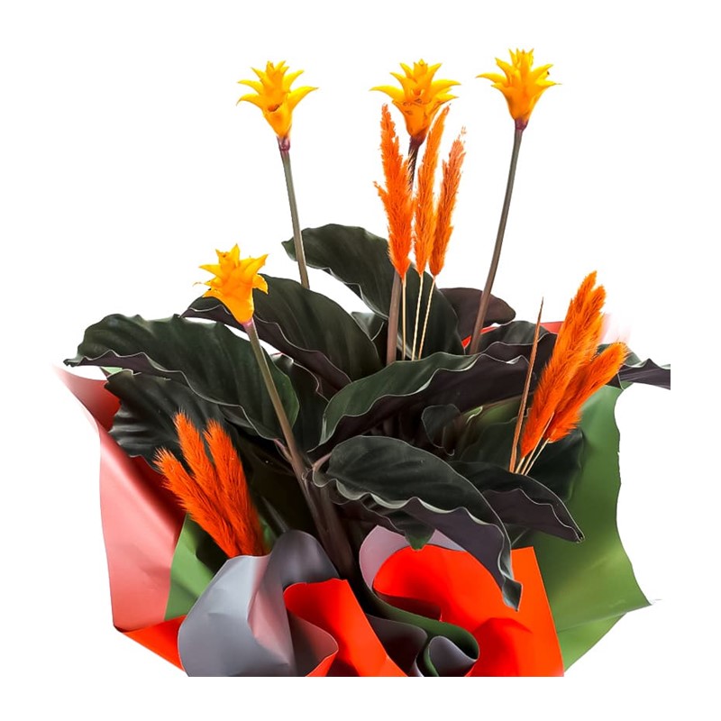 Evergreen Orange Calathea Crocata | Taze Çiçek