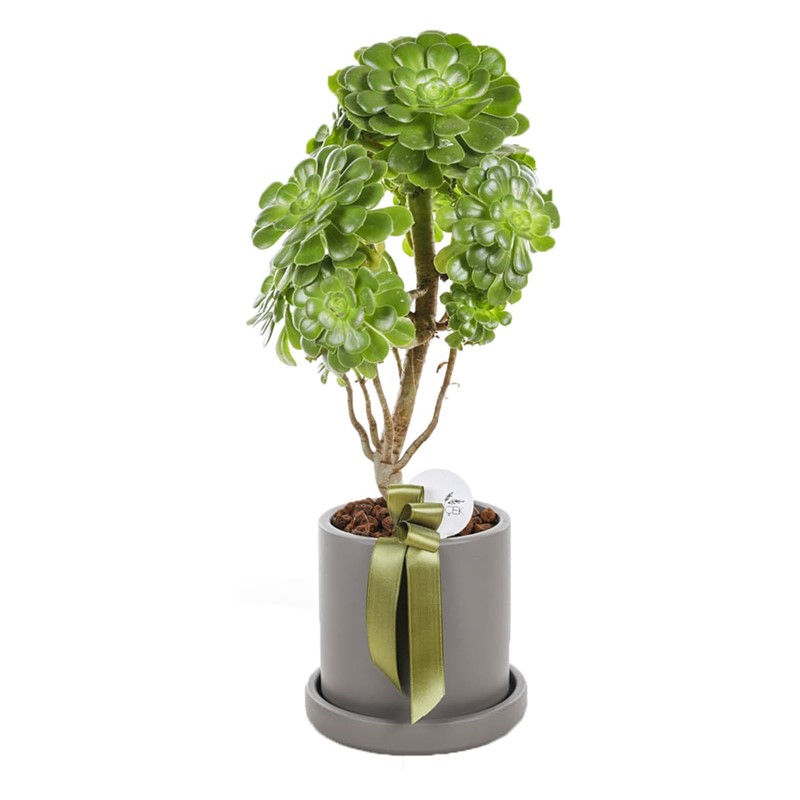 Aeonium Arboreum Sukulent Bitki (Vizon Saksı)