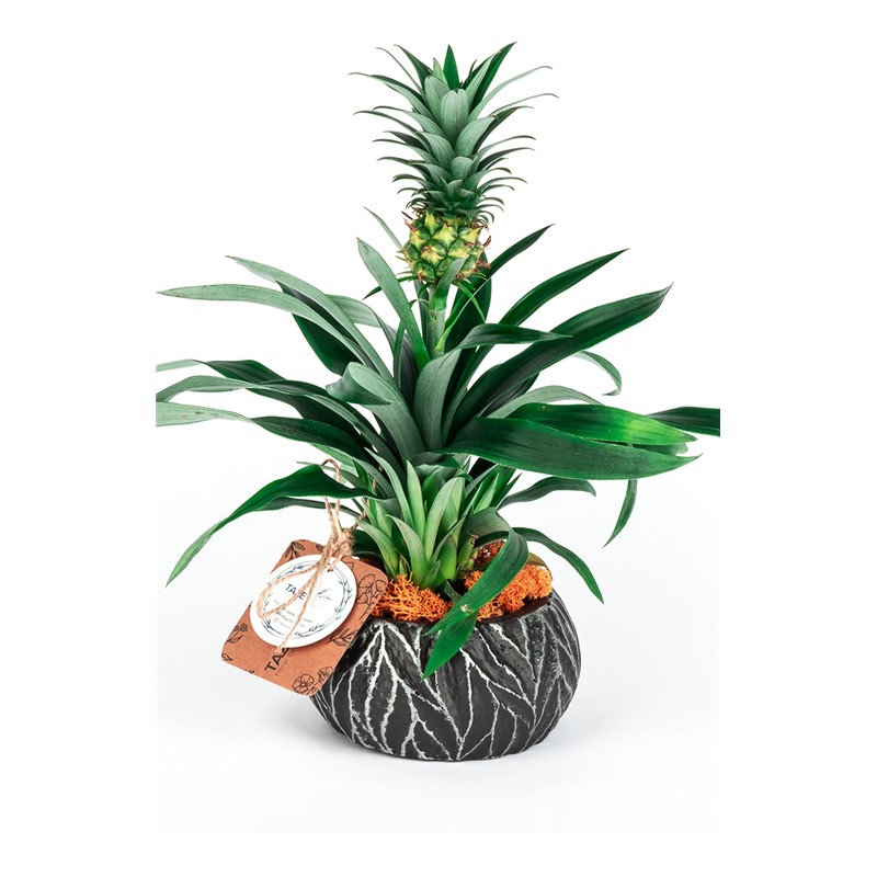 Ananas Bitkisi | Taze Çiçek