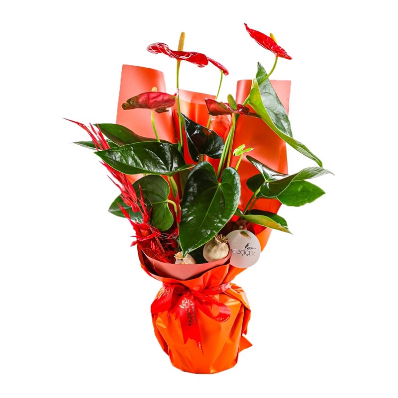 Anthurium Fever I Taze Çiçek