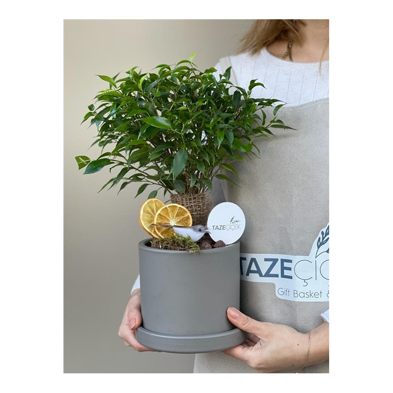 Benjamin Bonsai Bitkisi