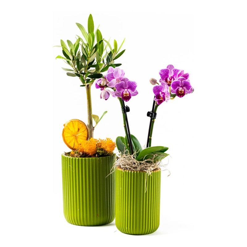 Best Couple Olive Tree & Orkide | Taze Çiçek