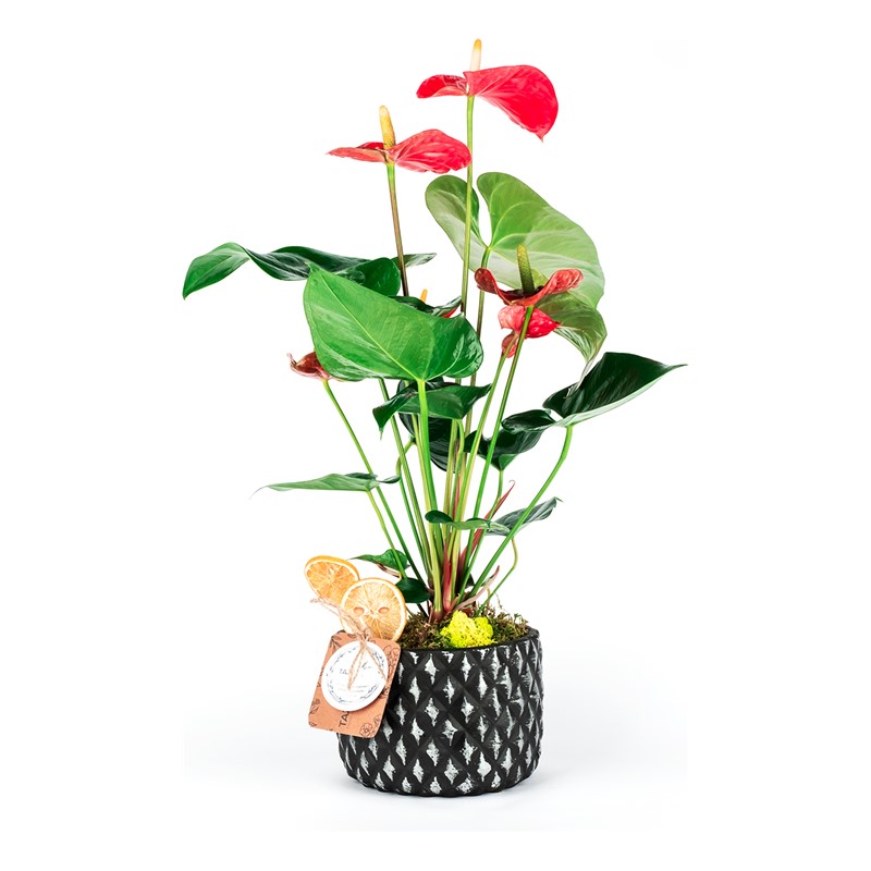 Best Plants Antoryum | Taze Çiçek