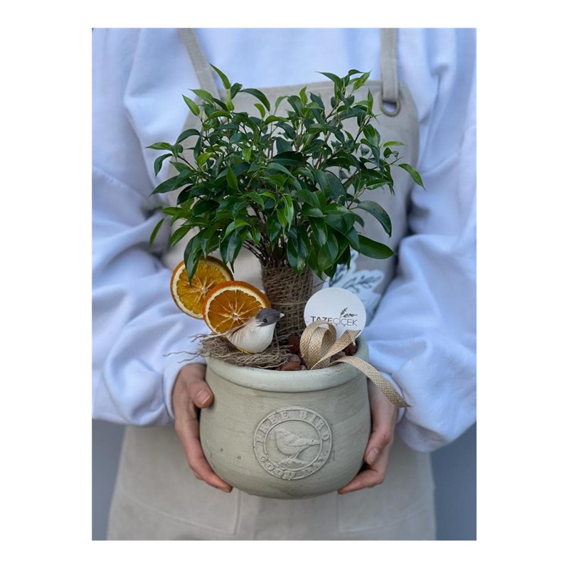 Bird Benjamin Bonsai | Taze Bitki