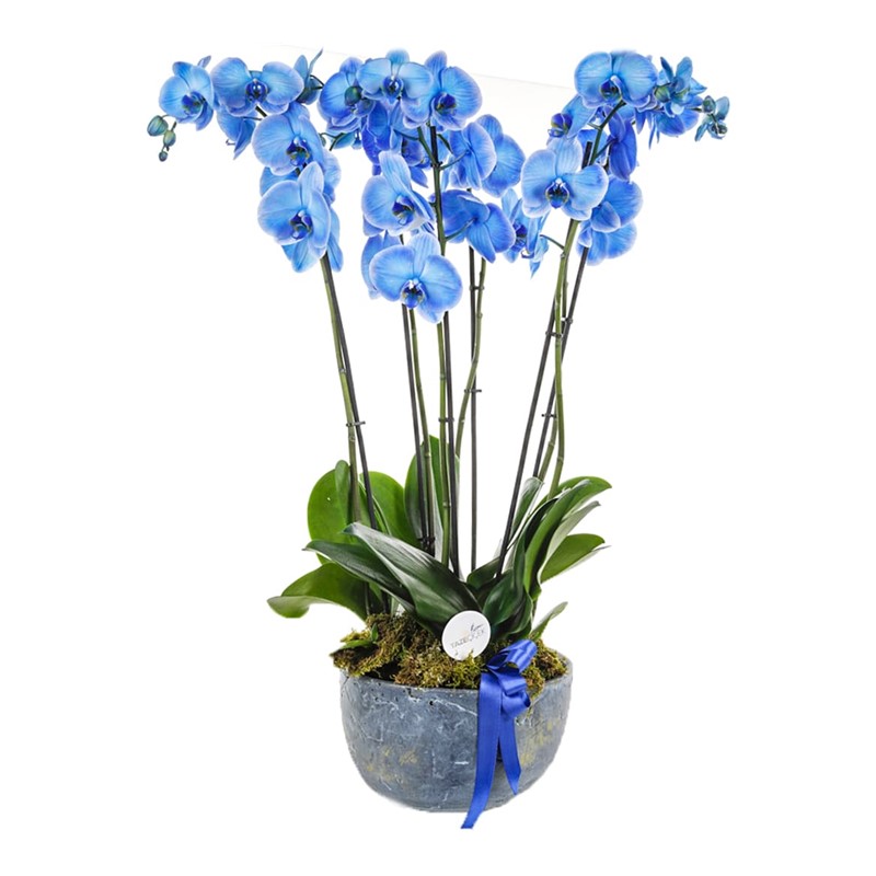 Blue Seramik Saksı Magic Mavi 6 Dallı Orkide | Taze Çiçek