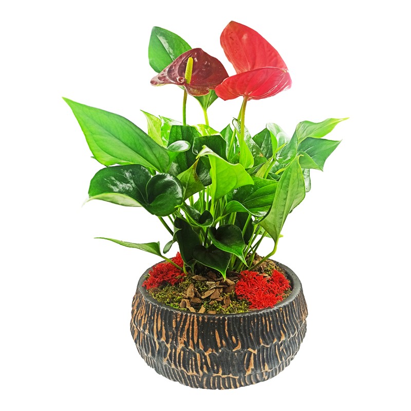 Copper Serisi Antoryum | Taze Çiçek