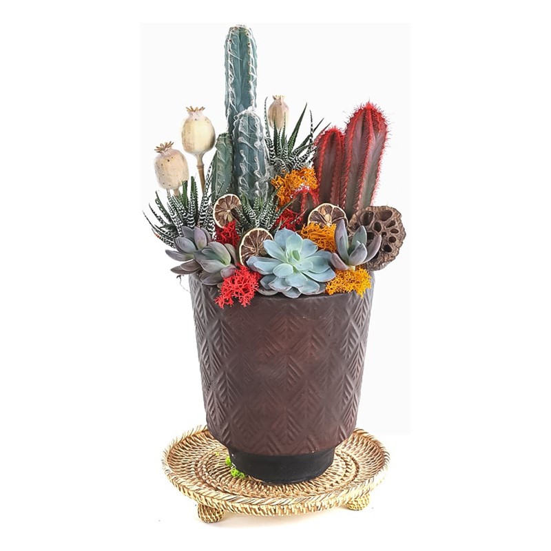 Desert Effect Garden | Taze Çiçek