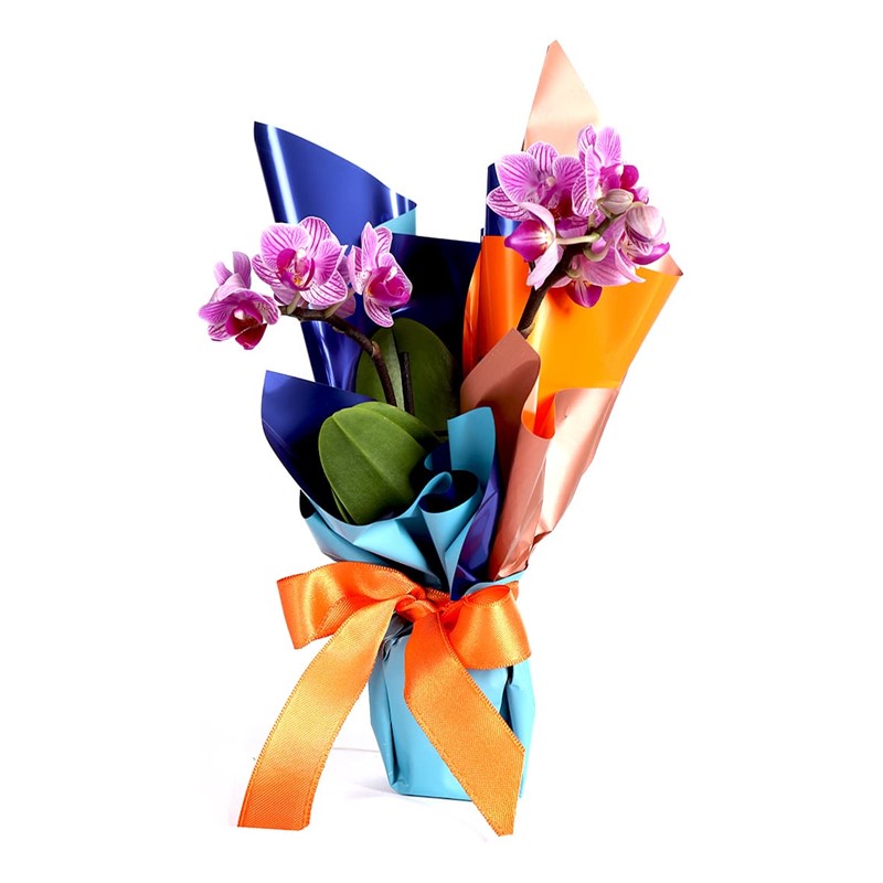 Elegance Blue Mini Orkide | Taze Çiçek