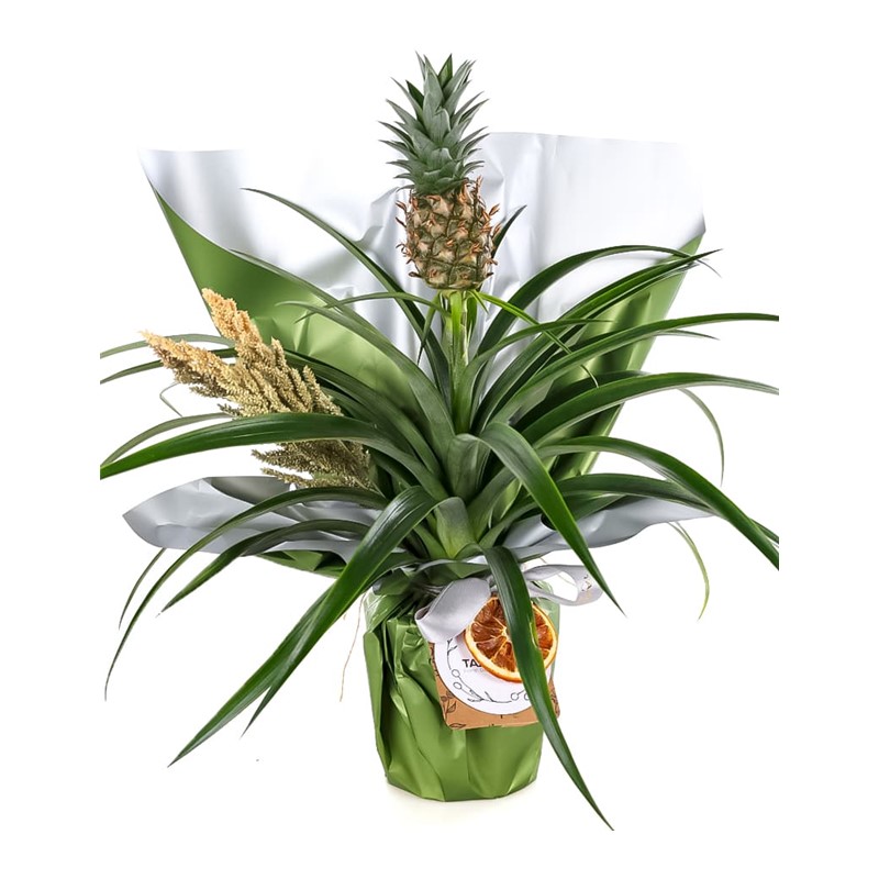 Exotic Pineapple Charm | Taze Çiçek