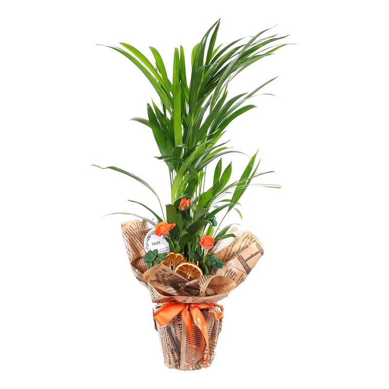 Fresh Bliss Chamadora 50cm | Taze Çiçek
