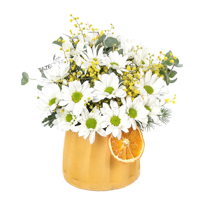 Good Morning Daisy - Papatya | Taze Çiçek