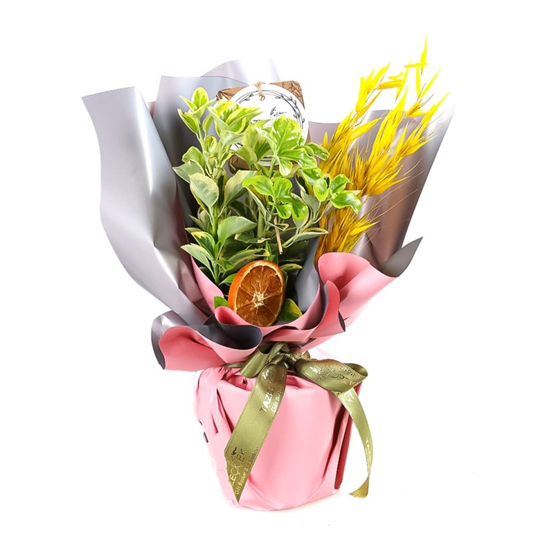 Green Radiance Plant | Taze Çiçek