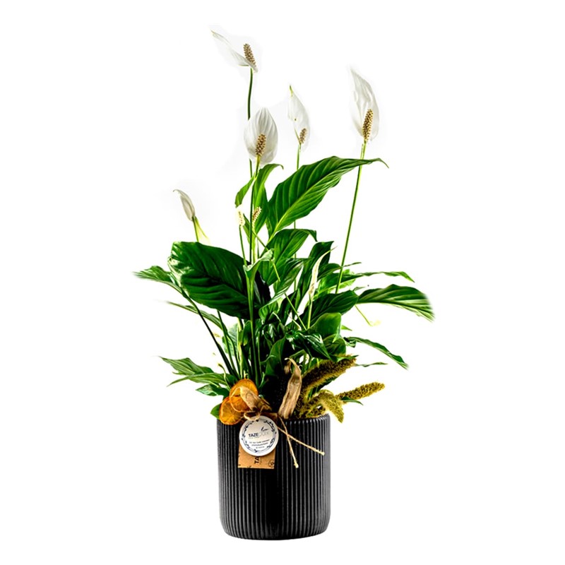 İvory-Black Spatifilium | Taze Çiçek