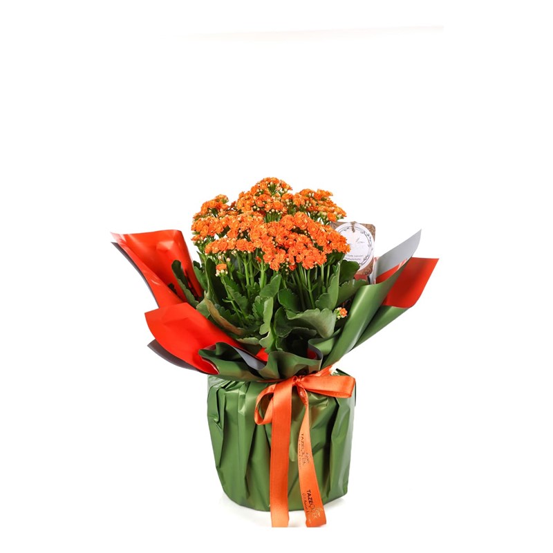 Joyful Orange Kalanchoe | Taze Çiçek