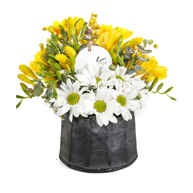 Just Basic Daisy & Frezya | Taze Çiçek