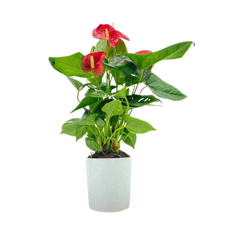 Kırmızı Antoryum Çiçeği Seramik Saksılı