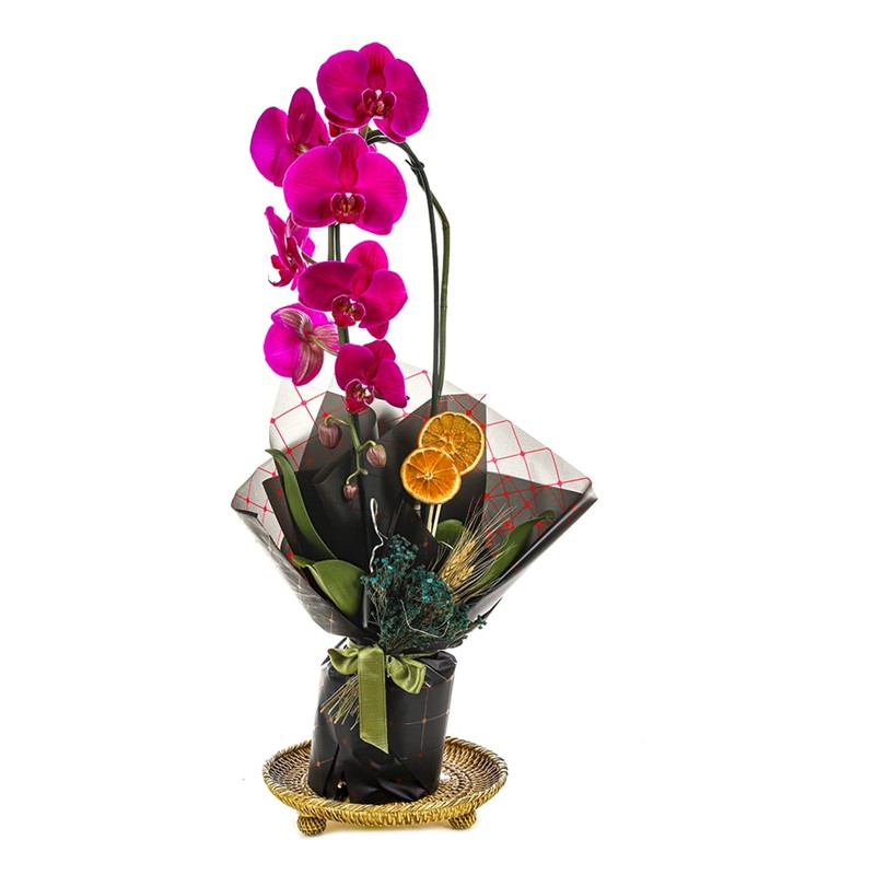 Mass of Special Orchid | Taze Çiçek
