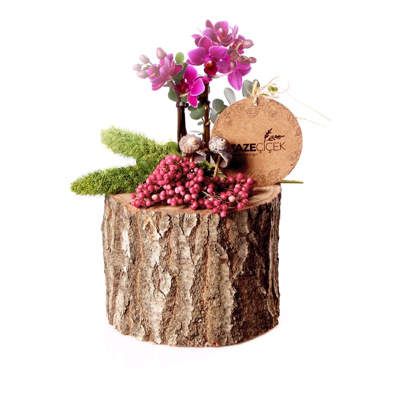 Mini Mor Orkide | Taze Çiçek