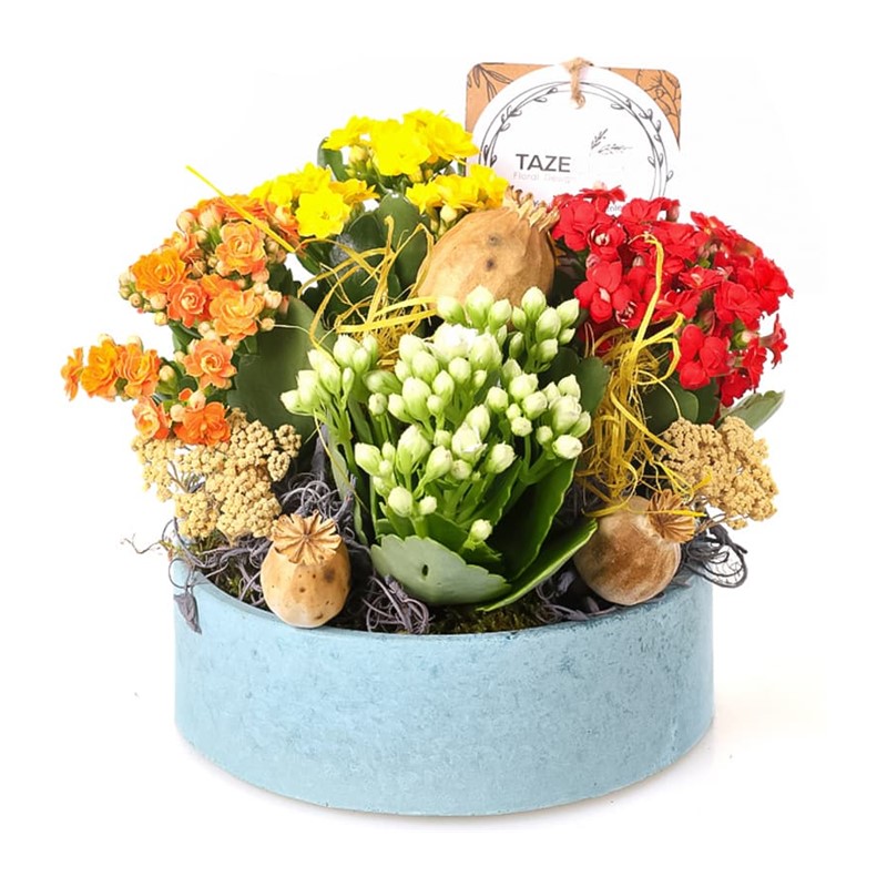 Minimal Mix Kalanchoe Aranjmanı I Taze Çiçek