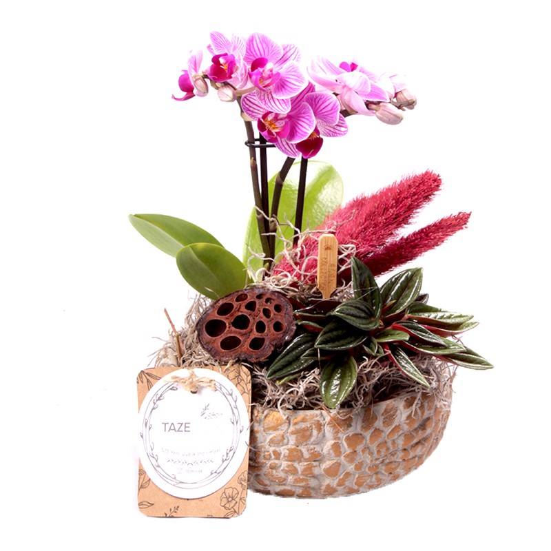 Mixed Planet Teraryum I Taze Çiçek