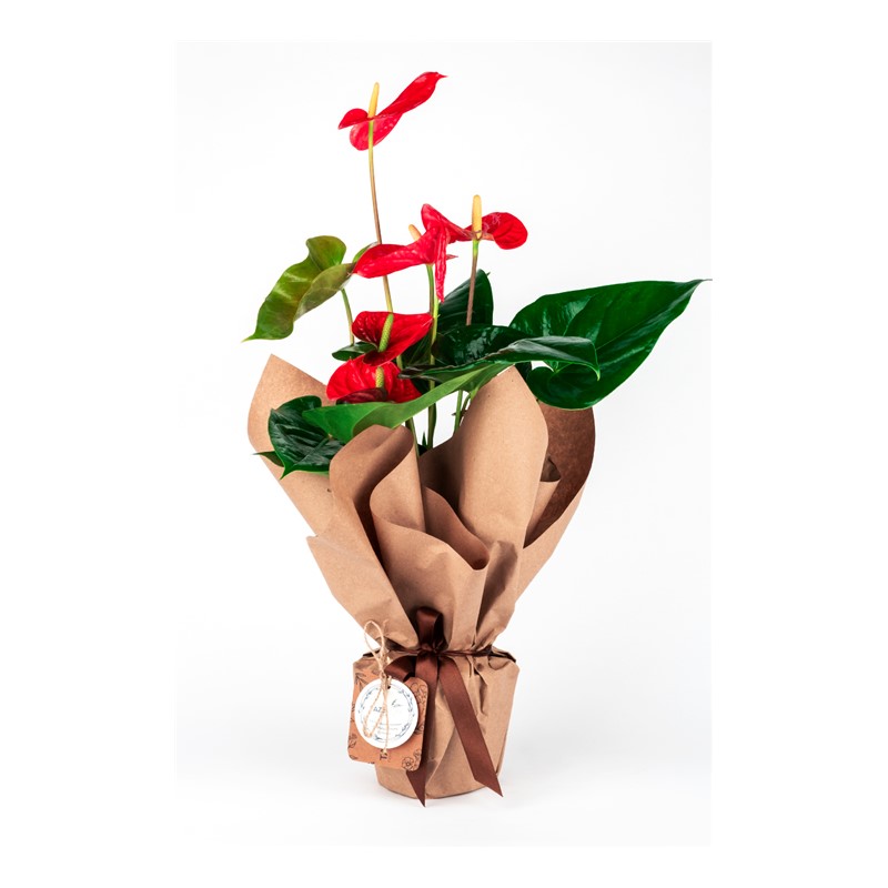 Naturel Antoryum Bitkisi | Taze Çiçek