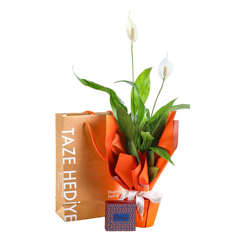 New Gift Box & Spathiphyllum I Taze Çiçek