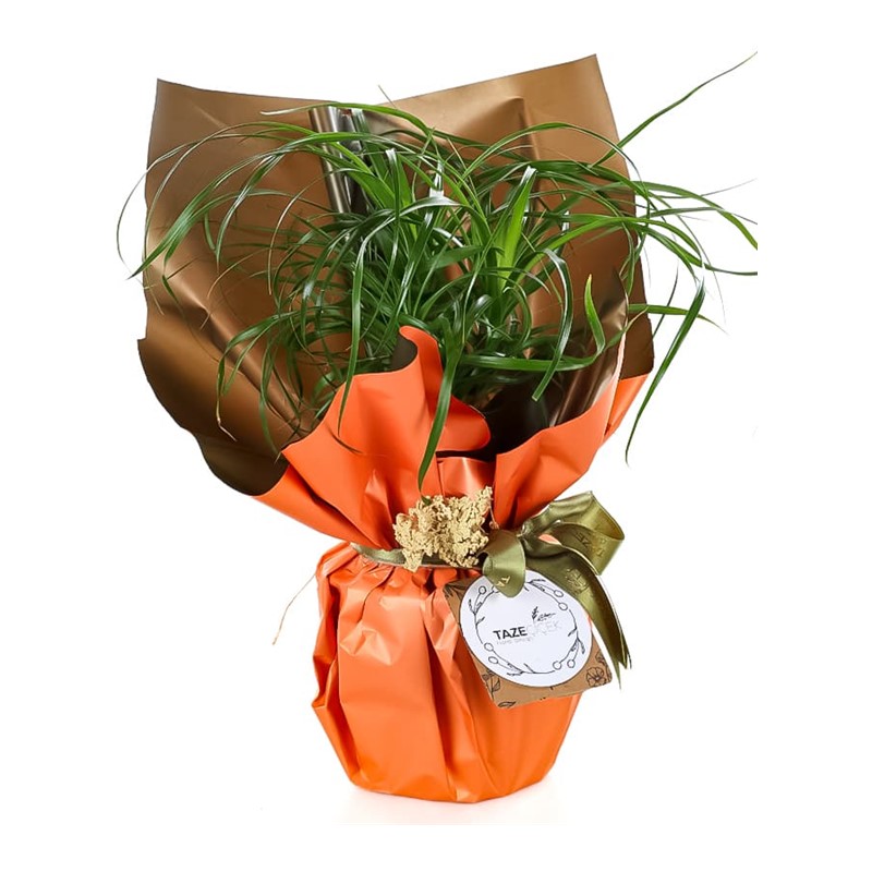 Nolina Longevity Fil Ayağı Bitkisi | Taze Çiçek