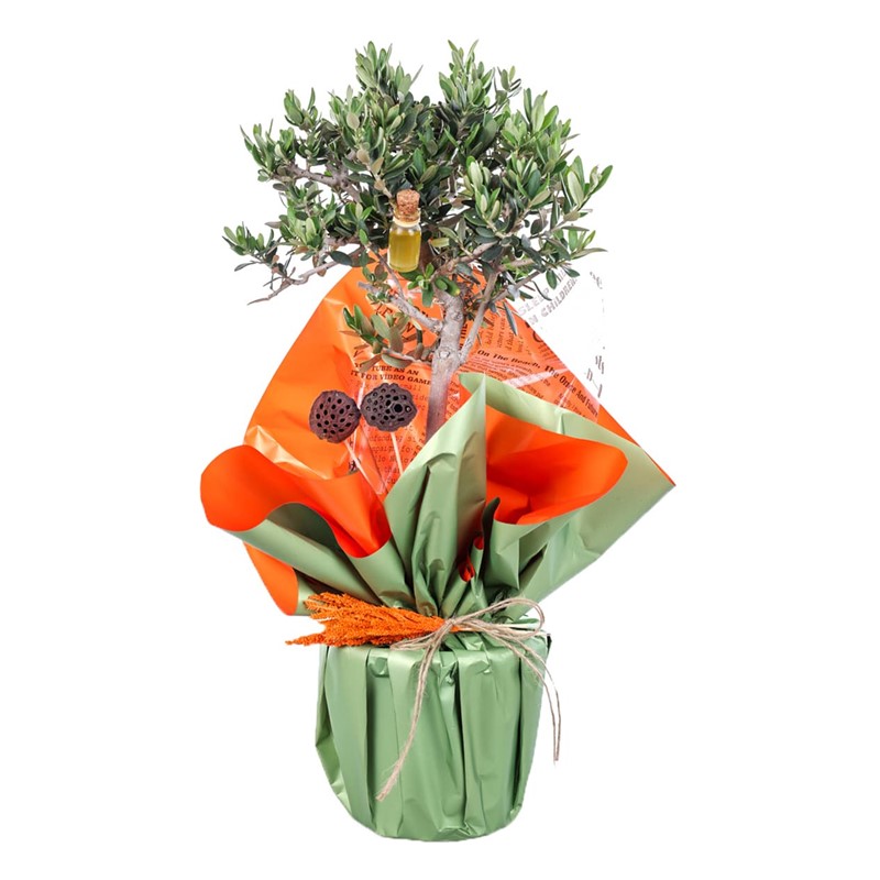 Olive Story Zeytin Ağacı I Taze Çiçek