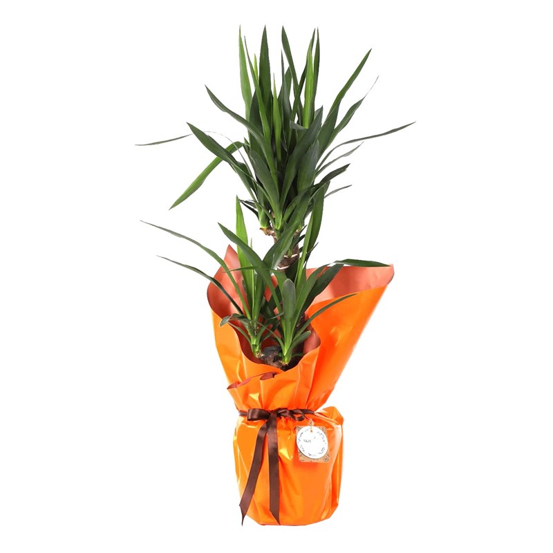 Orange Double Yucca | Taze Çiçek