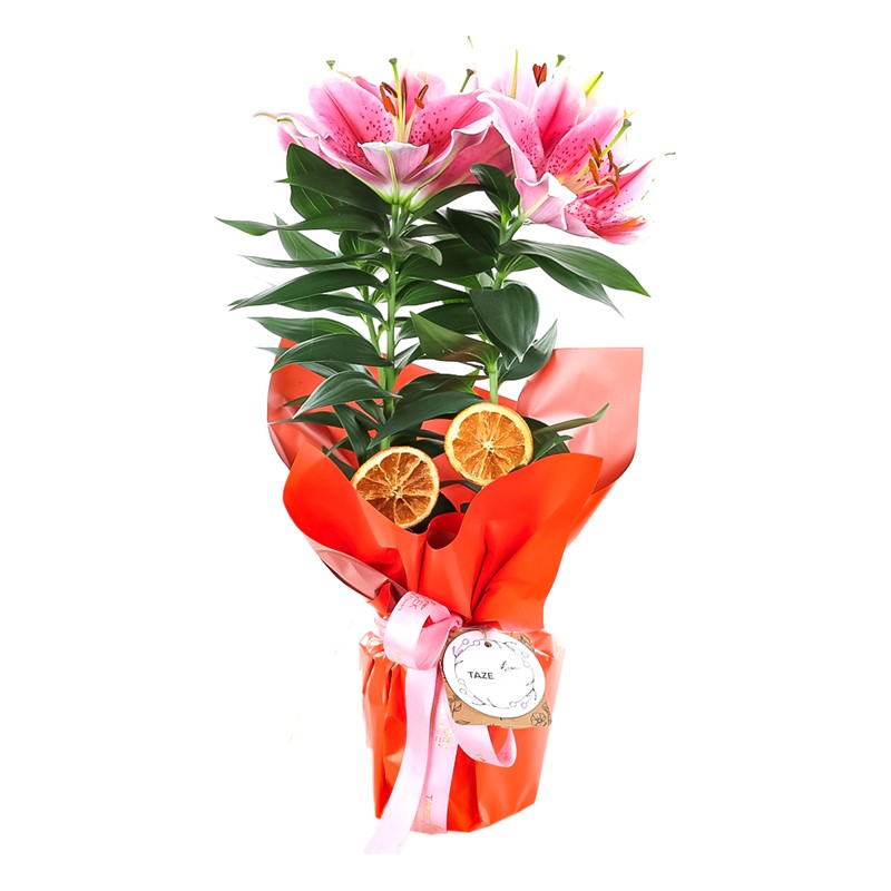 Pempe Kokulu Lilyum Çiçeği | Taze Çiçek