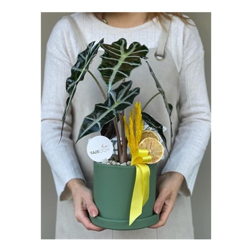 Alocasia Fil Kulağı | Taze Çiçek