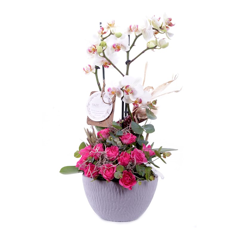 Royal Magenta Orkide | Taze Çiçek