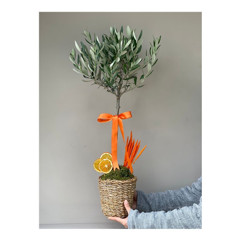 Sepet Design Big Boy Mandarin Zeytin Tree | Taze Çiçek