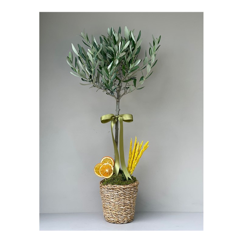 Sepet Design Big Boy Zeytin Tree | Taze Çiçek