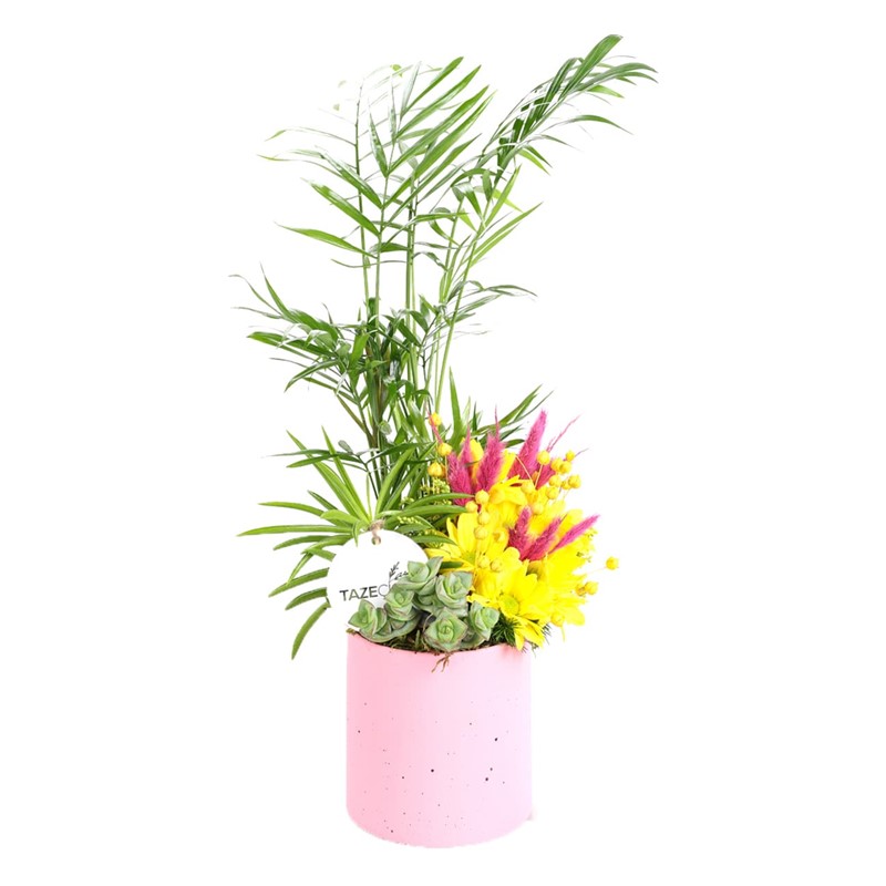 Smiling Sun I Taze Çiçek