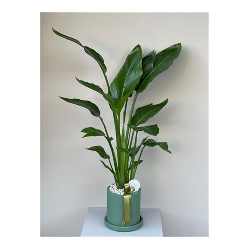 Starliçe Cennet Kuşu Bitkisi (Yeşil Seramik Saksı) | Taze Çiçek