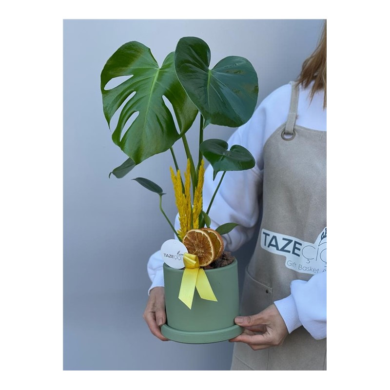 Sweet Little Green Deve Tabanı Monstera Deliciosa | Taze Çiçek
