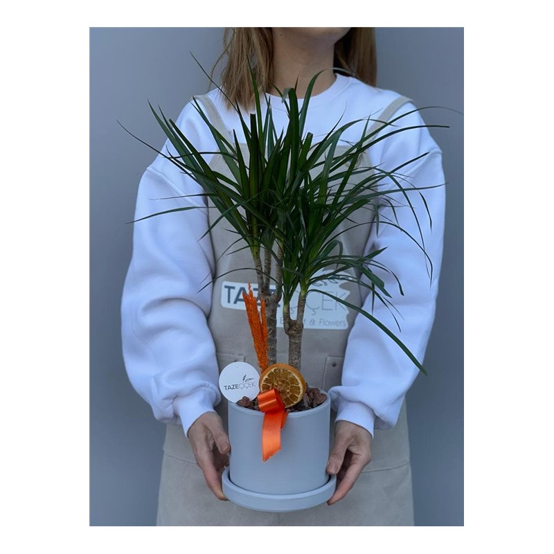 Sweet Tree Grey Dracaena Marginata | Taze Çiçek