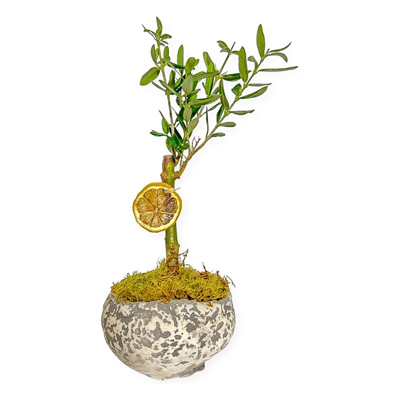 Taş Dekor Saksıda Zeytin Bonsai Bitkisi