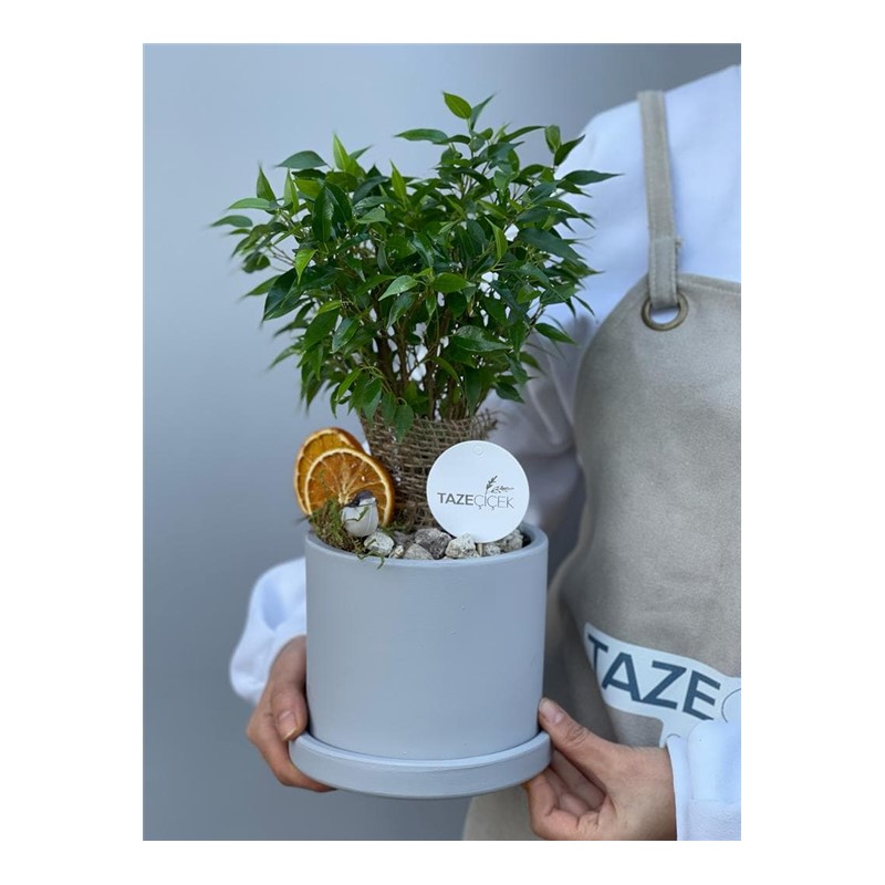 Tropıcal Benjamin Plant | Taze Bitki