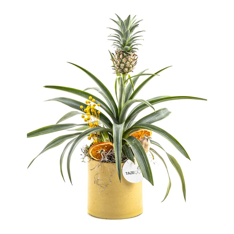 Tropikal Ananas Bitkisi I Taze Çiçek