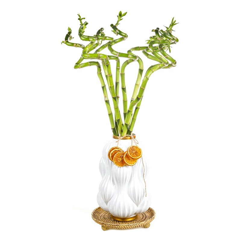 White Bamboo | Taze Çiçek