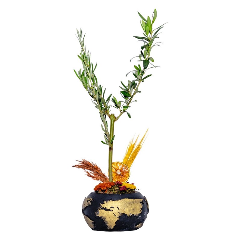 World Zeytin Bosai Bitkisi Ağacı