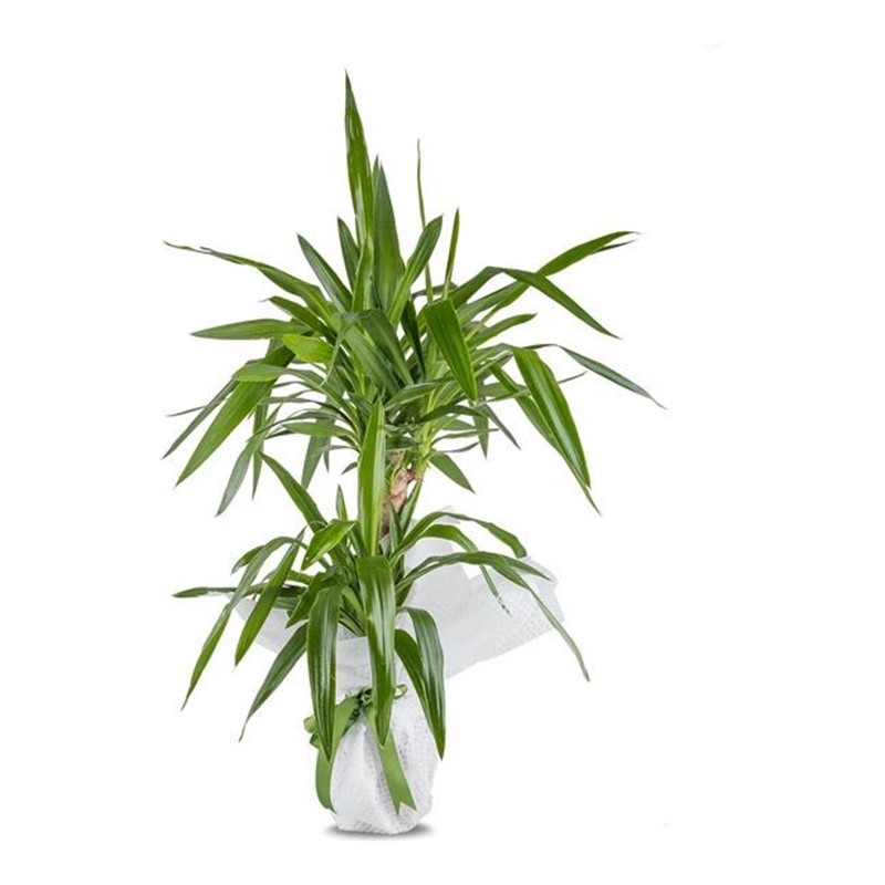 Yuka 2'li Tropic Premium