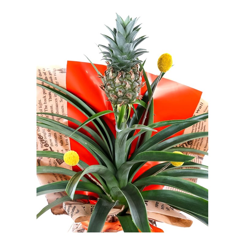 Pineapple Oasis Ananas Bitkisi | Taze Çiçek