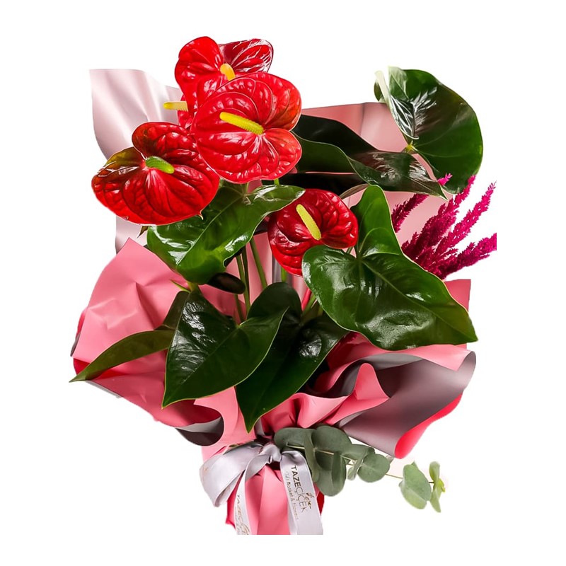 Poshy Saksı Antoryum Çiçeği I Taze Çiçek