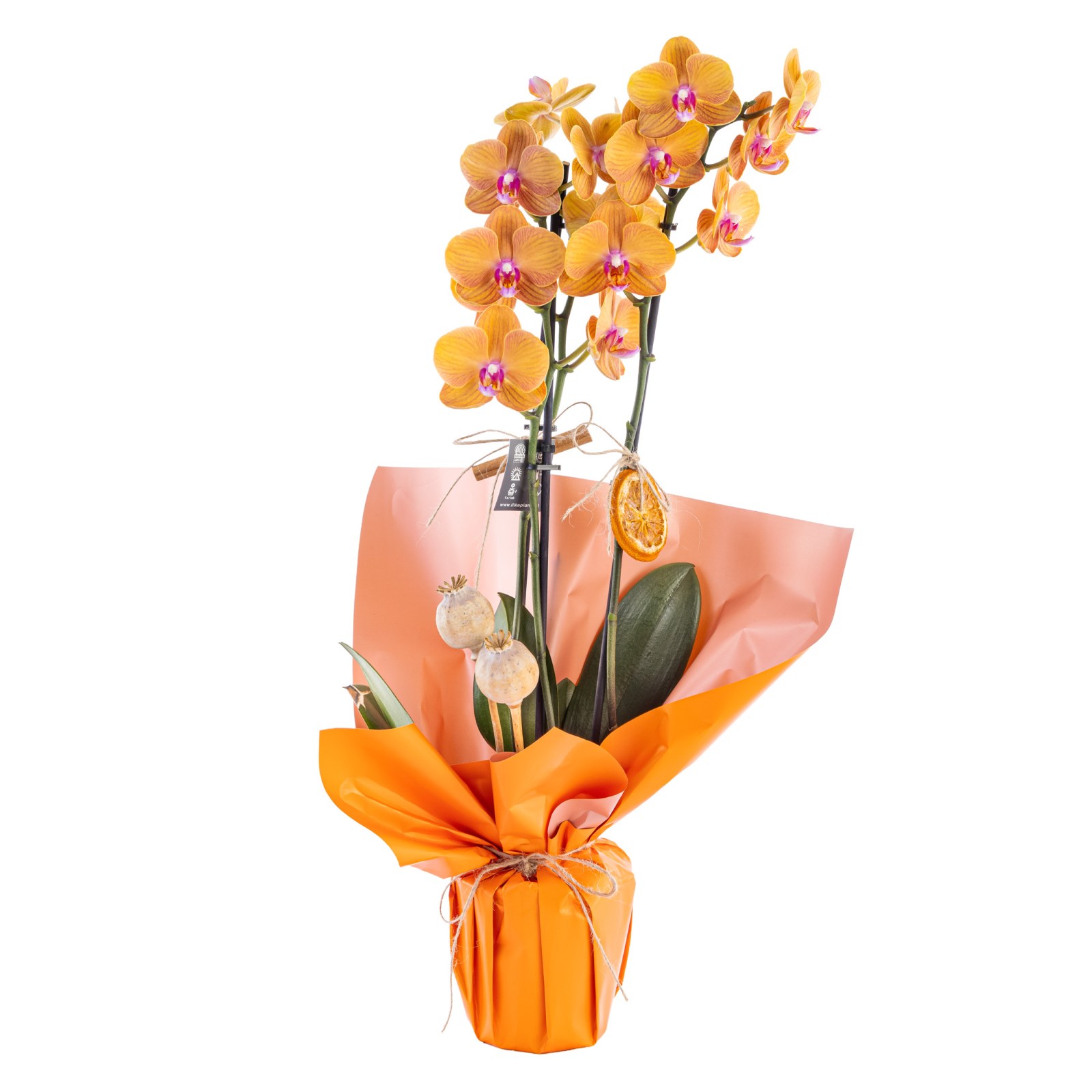 Amber Flame Orkide I Taze Çiçek