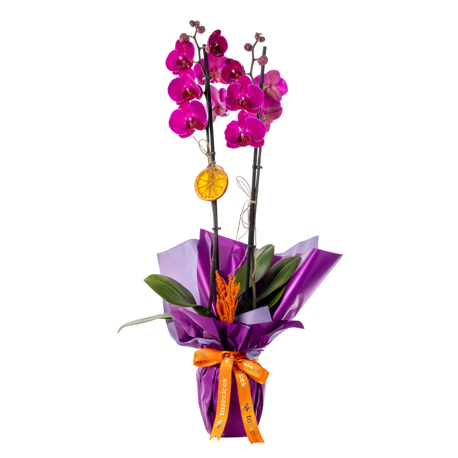 Ruby Sunset Mor Orkide | Taze Çiçek