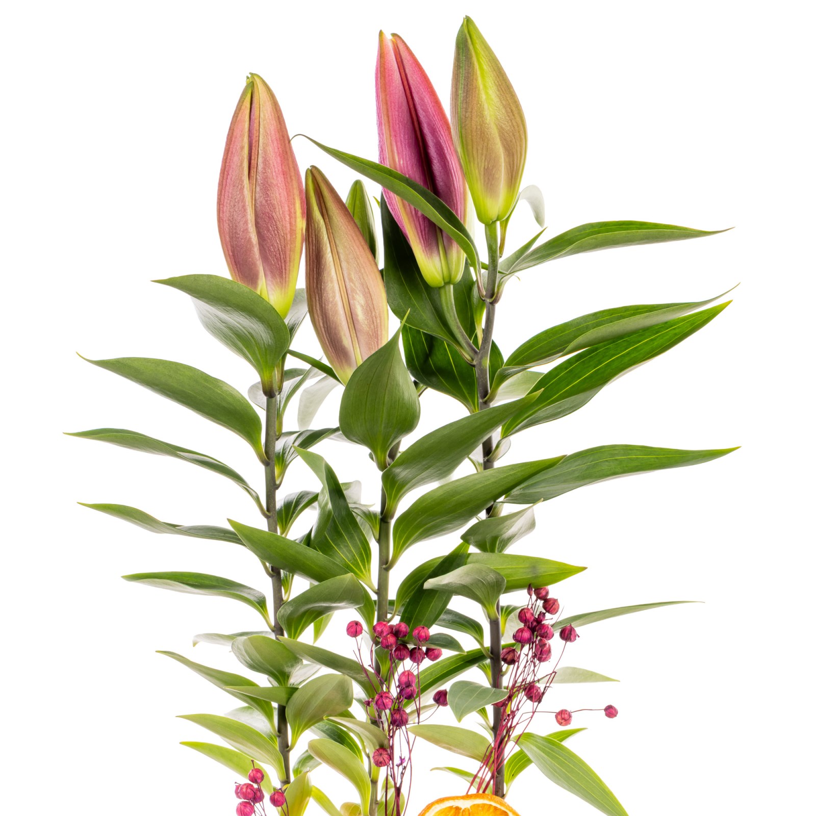 Orange Shine Lilyum Bitkisi | Taze Çiçek