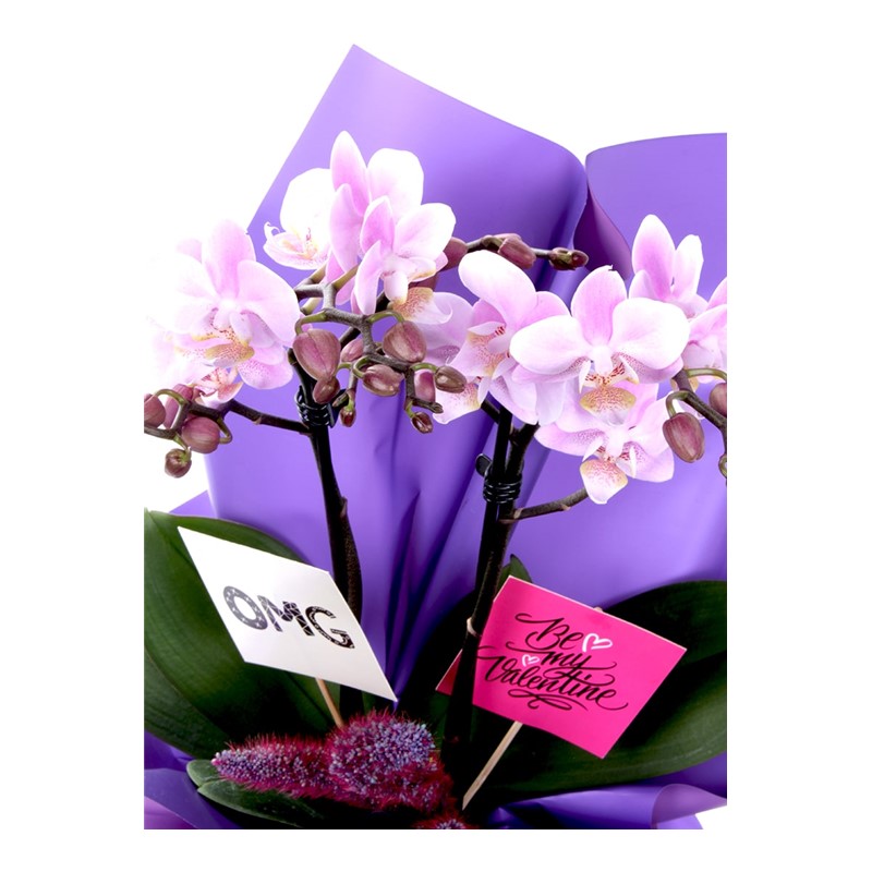 OMG Perfect Orkide | Taze Çiçek